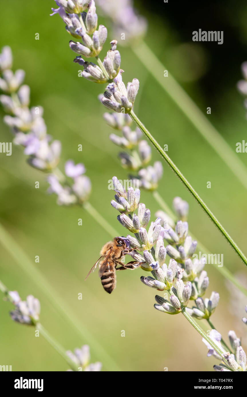 Beautiful Lavender angustifolia, lavandula in sunlight in herb garden ...