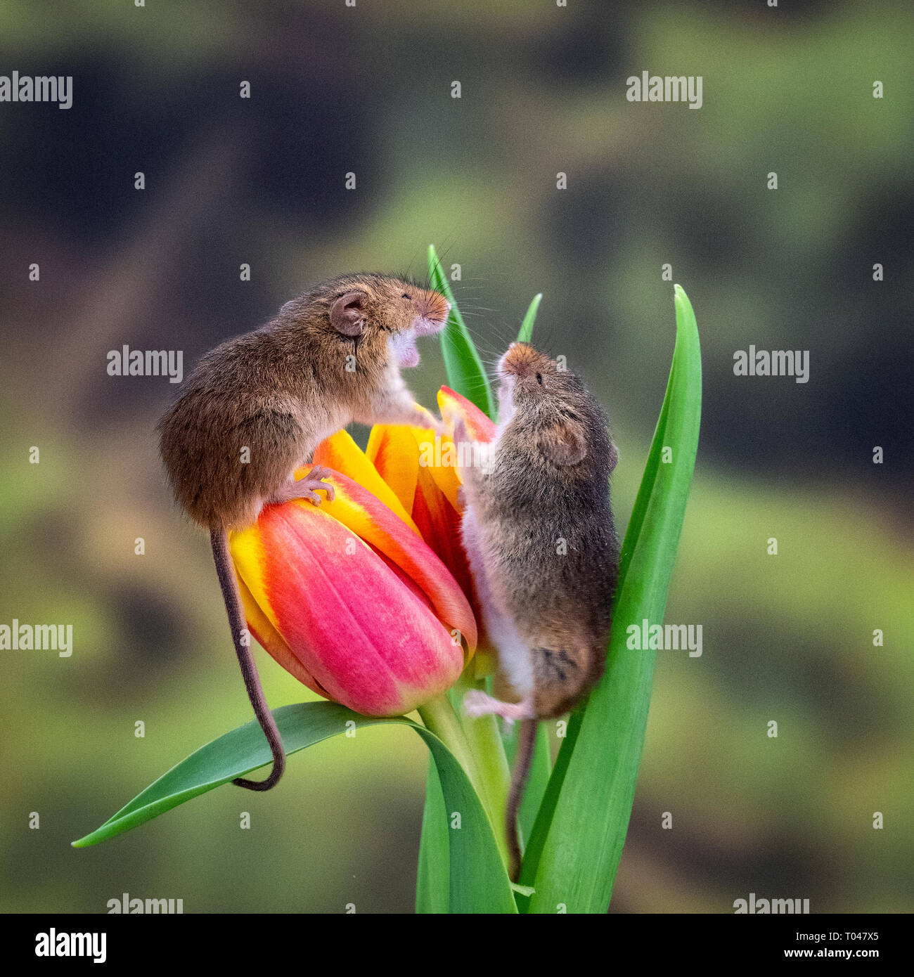 Harvest Mice (Micromys minutus) squabbling on top of a yellow red Tulip ...