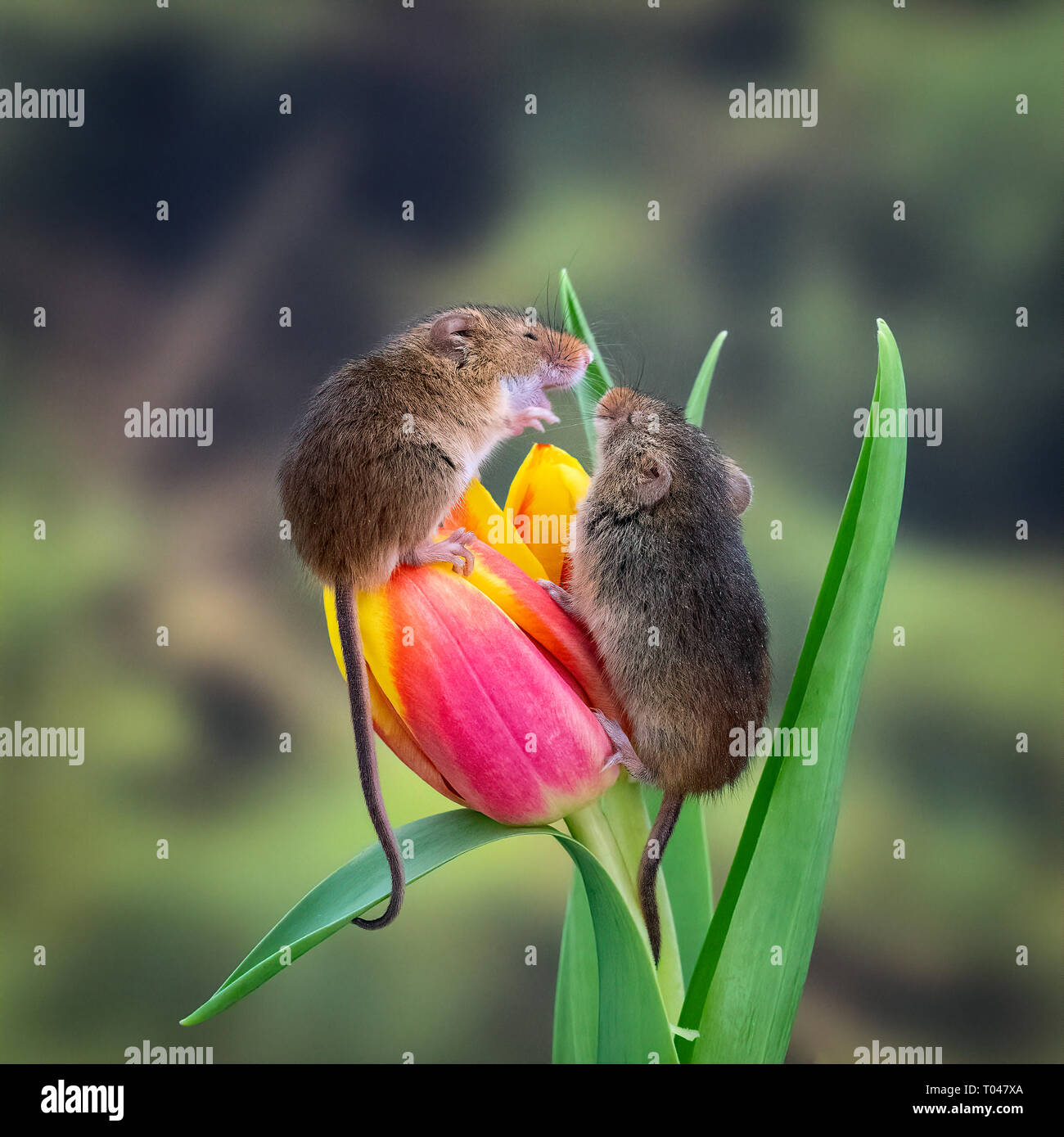 Harvest mice flower hi-res stock photography and images - Alamy