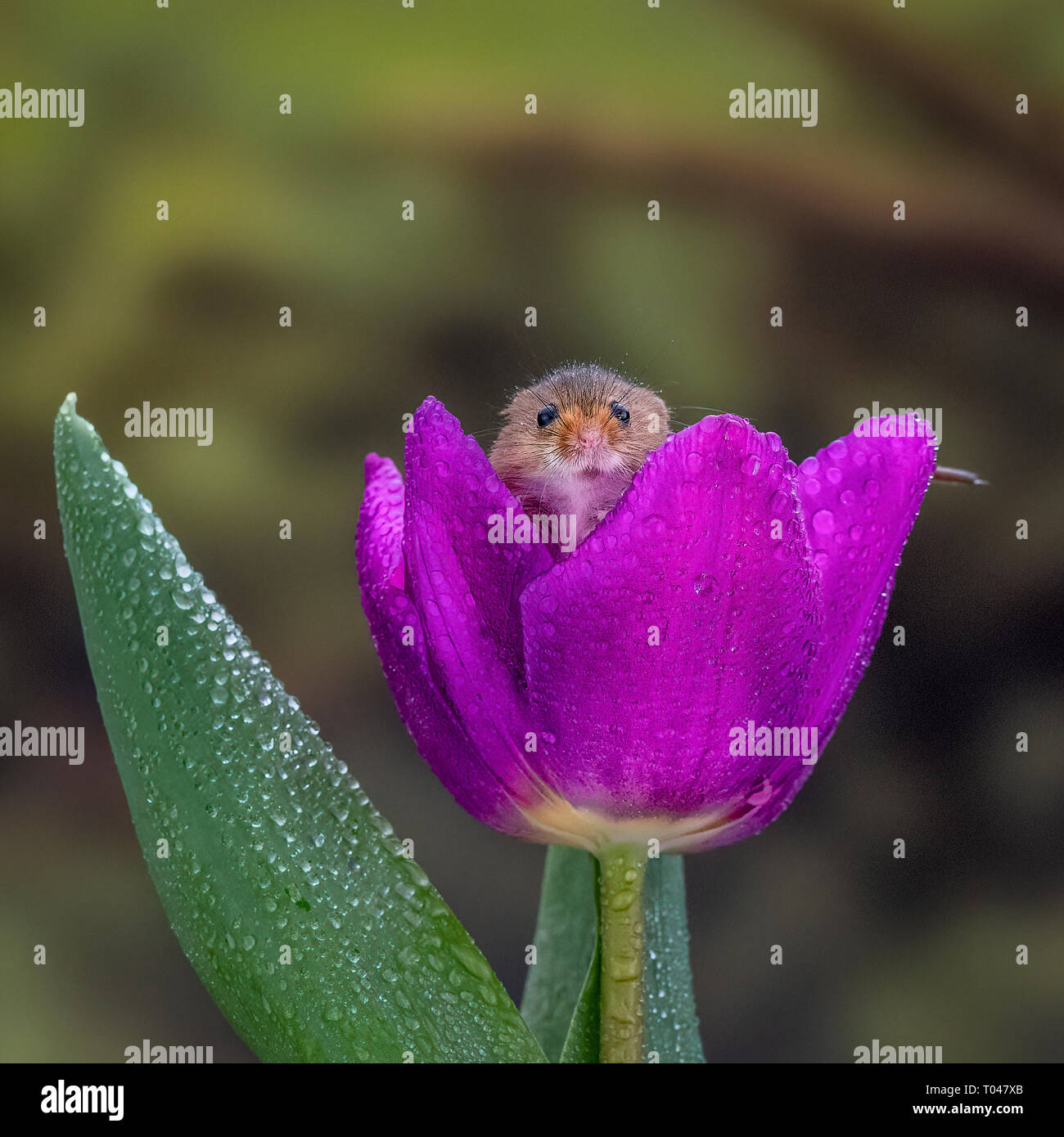 Purple mouse hi-res stock photography and images - Alamy