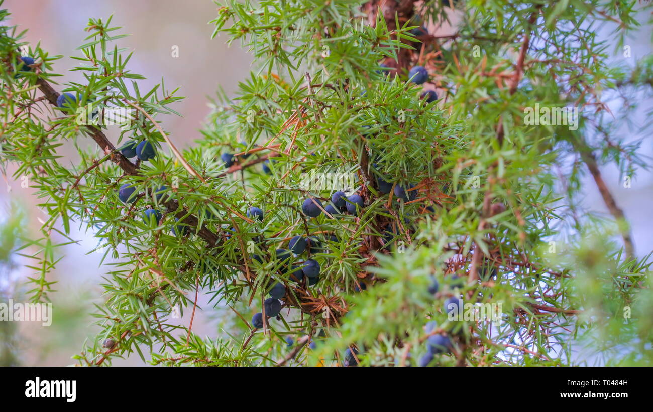 Blueberry tree hi-res stock photography and images - Alamy