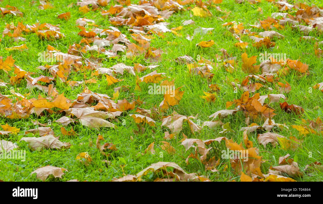 Wind blowing leaves on ground hi-res stock photography and images - Alamy