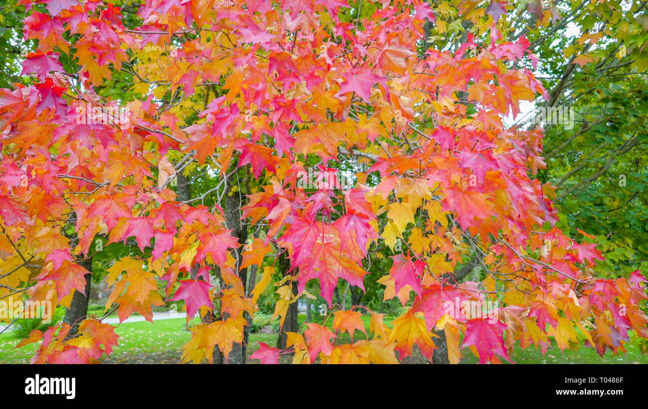 Wind blowing leaves from tree hi-res stock photography and images - Alamy