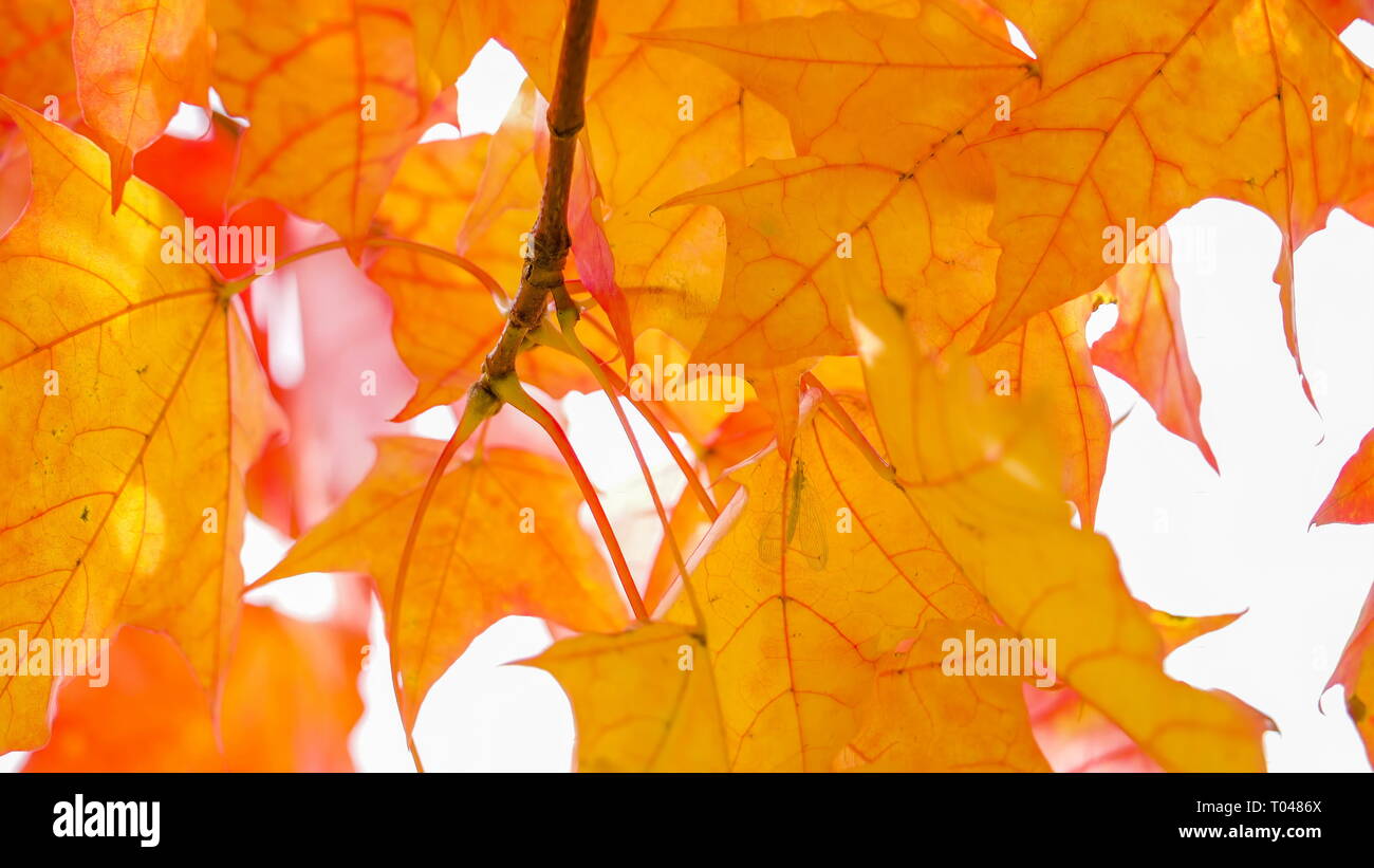 Red flowers waving on tree hi-res stock photography and images - Alamy