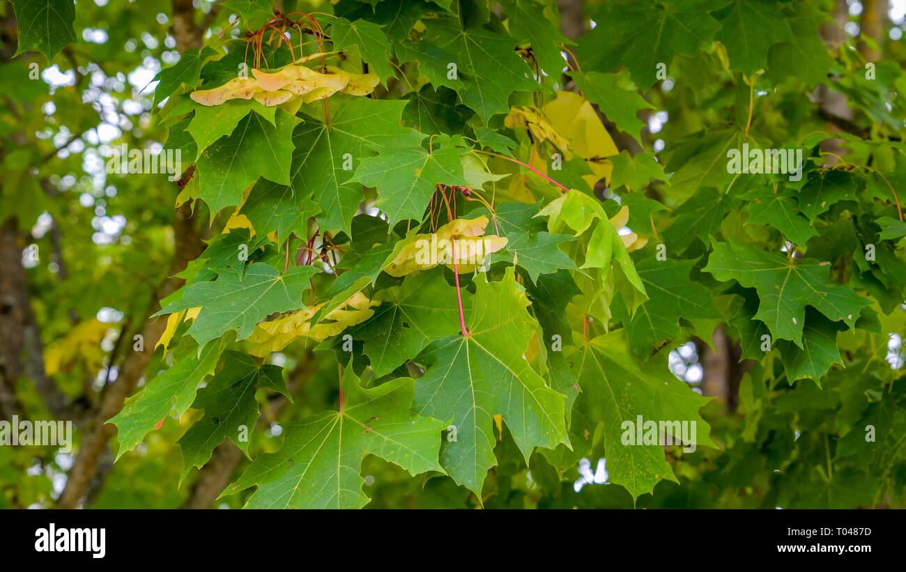 The green maple leaves in the stem of the tree inside the lawn waving ...