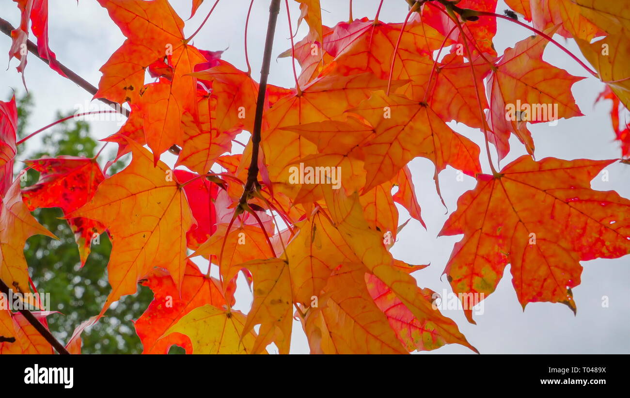 The beautiful maple leaves on the maple tree waving on the breeze of ...