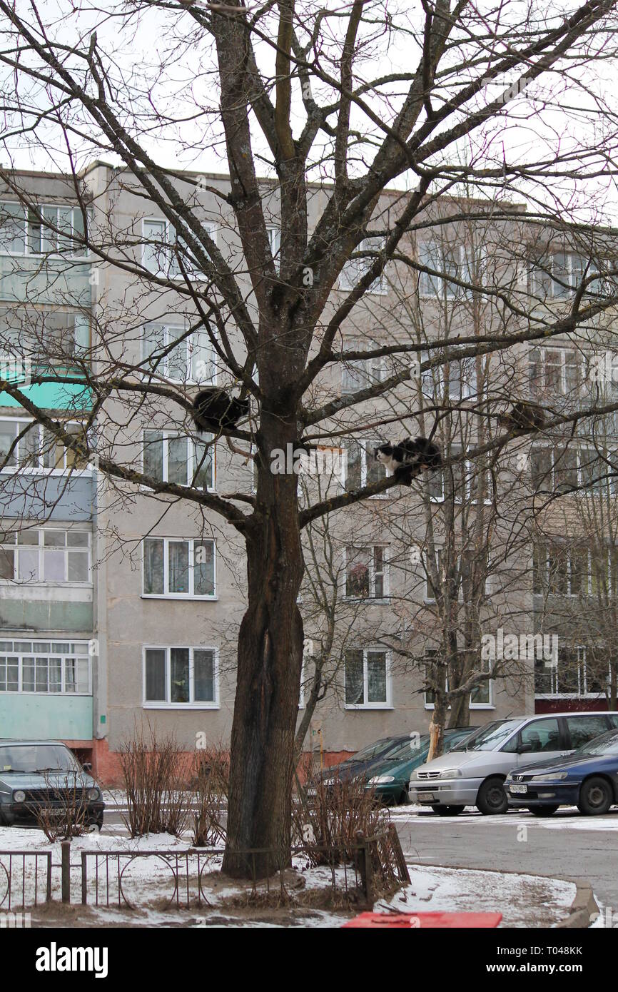 three cats hang on maple tree in spring day Stock Photo - Alamy