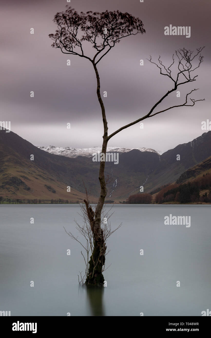 The Lone Tree at Buttermere, Cumbria Stock Photo - Alamy