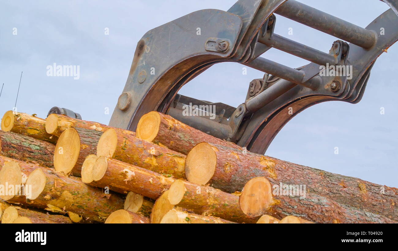 The pine tree logs being transferred on the ground from the log grapple ...