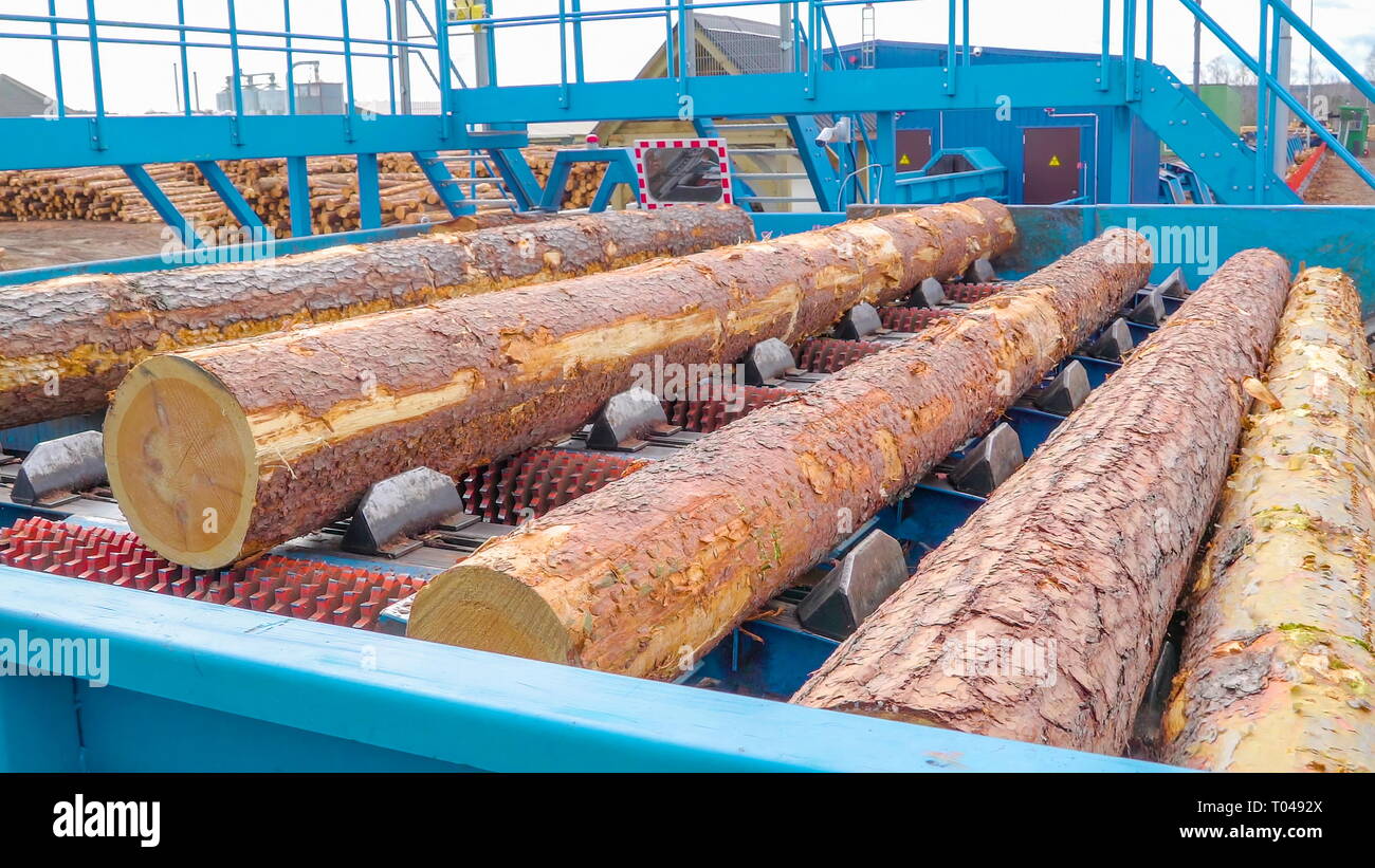 Logs being transferred on a log machine inside the sawmill industry ...