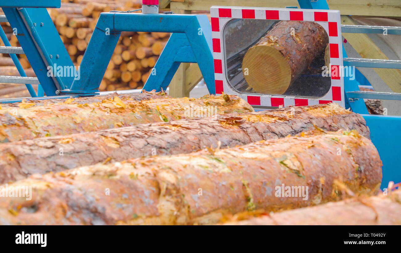 A pine tree log rolling on the log machine inside the sawmill industry ...