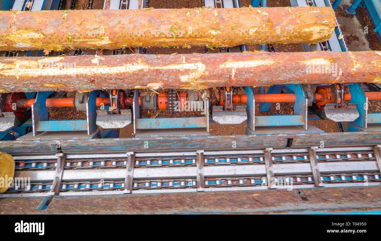 The process of rolling the logs one by one to the machine taken from ...