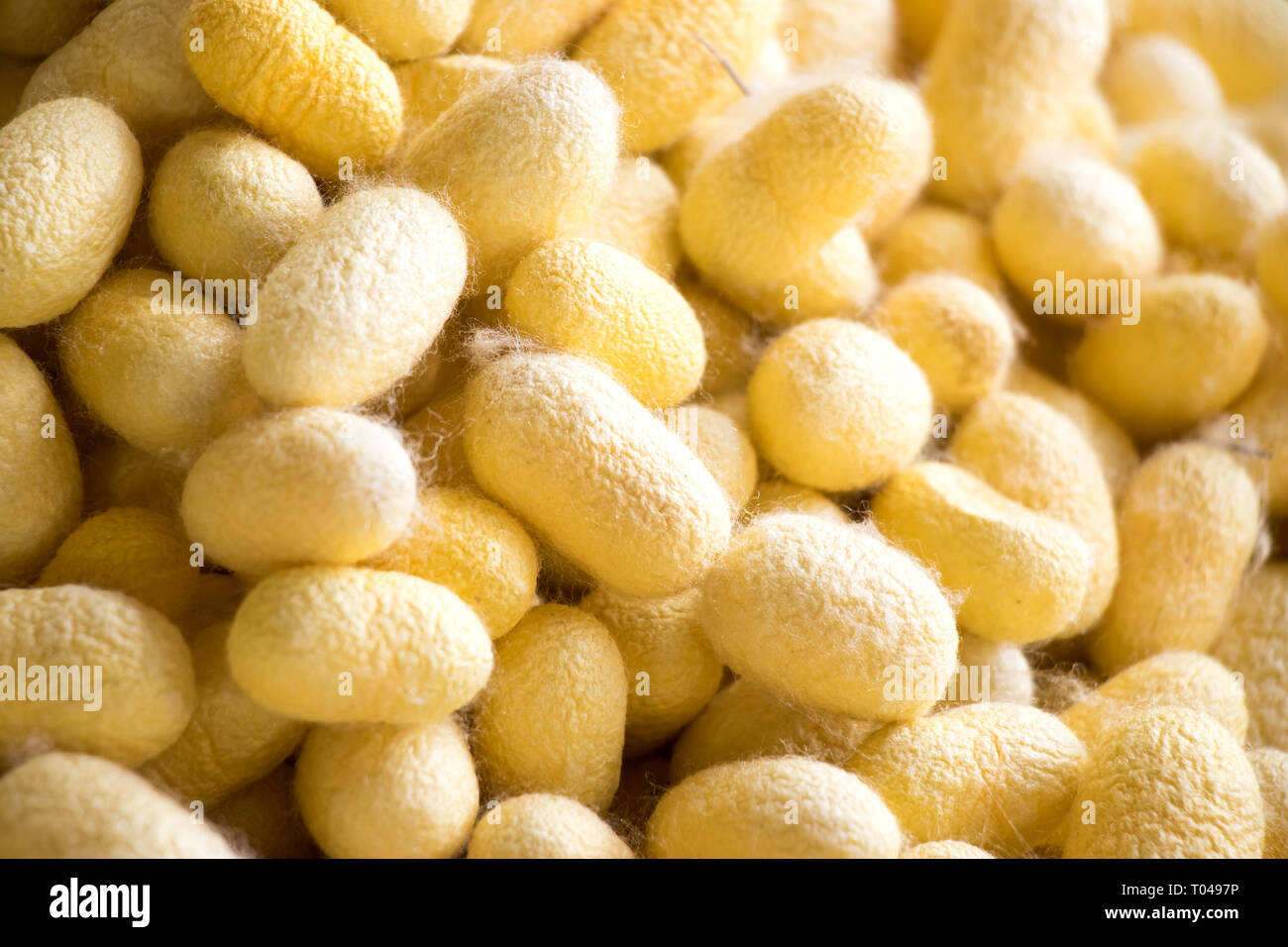 Closed up of group yellow cocoon of silk worm background Stock Photo ...