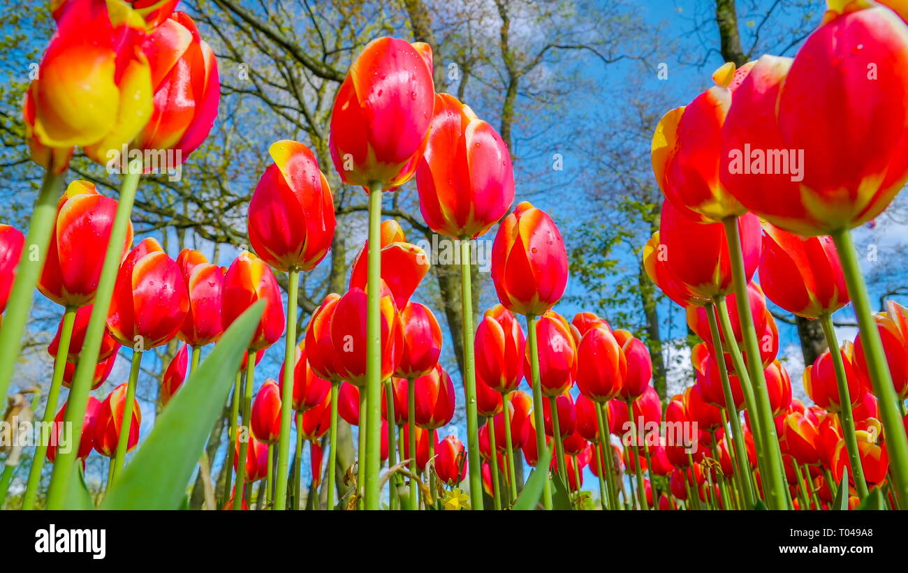 Long flower stalks hi-res stock photography and images - Alamy