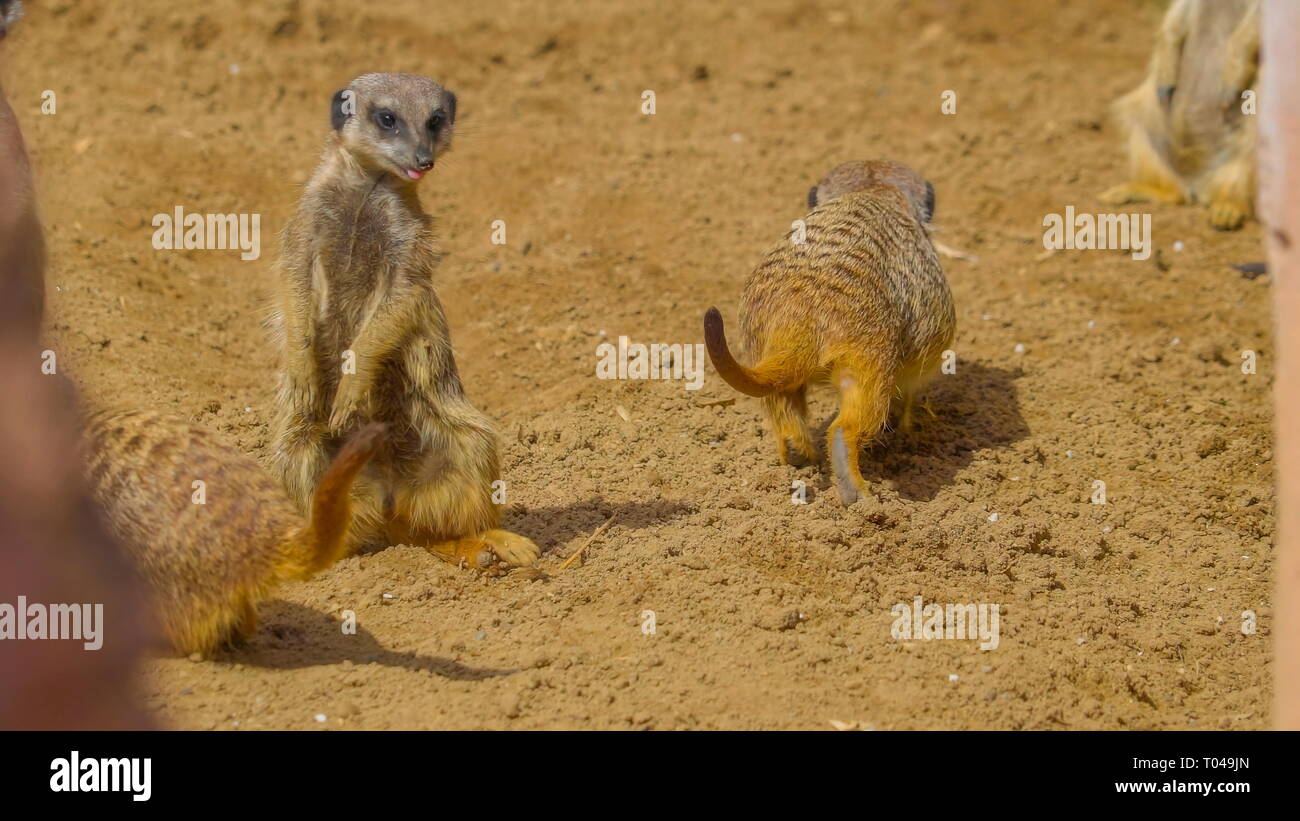 A family of racoons playing on the sandy soil under the heat of the sun ...
