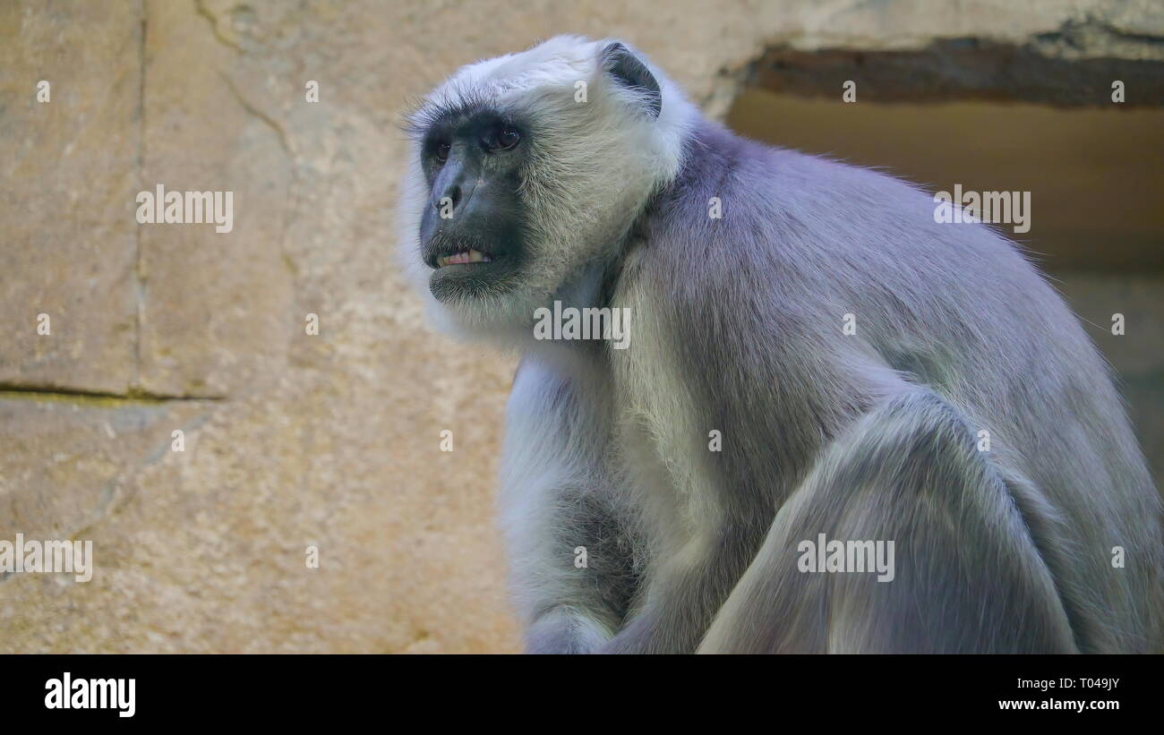 A gray colored monkey sitting on the rock inside the zoo while looking ...