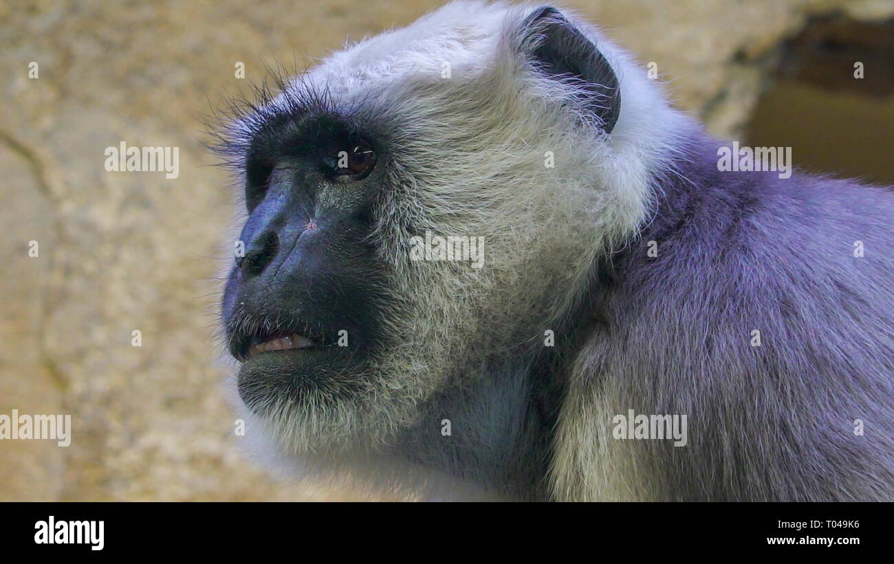 Closer look of the white colored ape in the zoo staring blankly looking ...