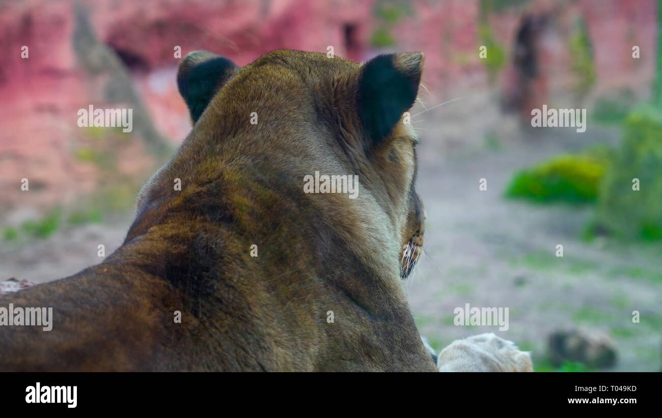 The back of the tiger lying on the ground inside the zoo on a sunny day ...