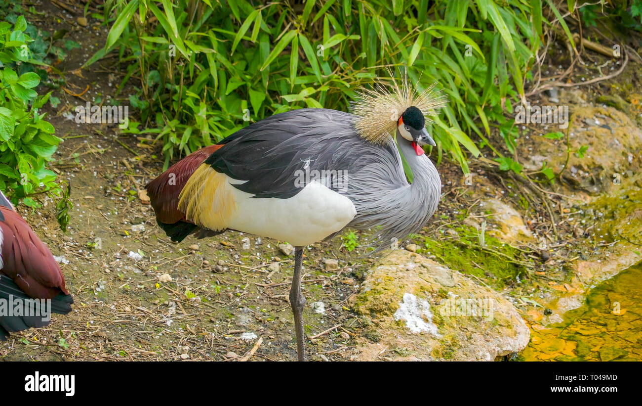 The gray colored ostrich with a crown on the head scratching the back ...