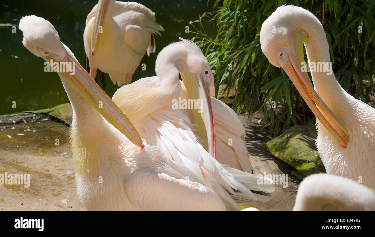 Four white storks scratching their feathers using their long beaks on a ...