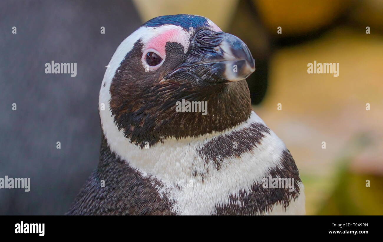 Closer look of the beak of the penguin it has black color with white ...