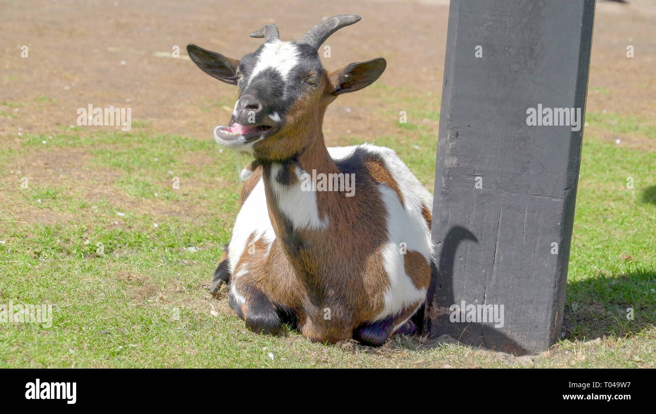 An adult goat sitting on the edge on a grassy lawn while looking around ...