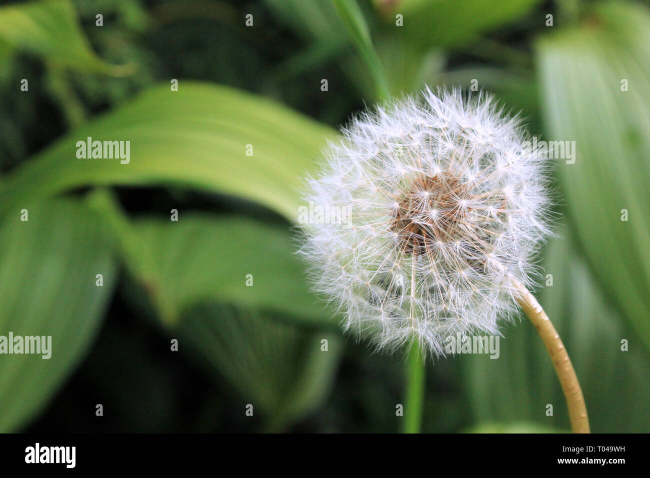 Dandelion flower in Vancouver, British Columbia Stock Photo - Alamy