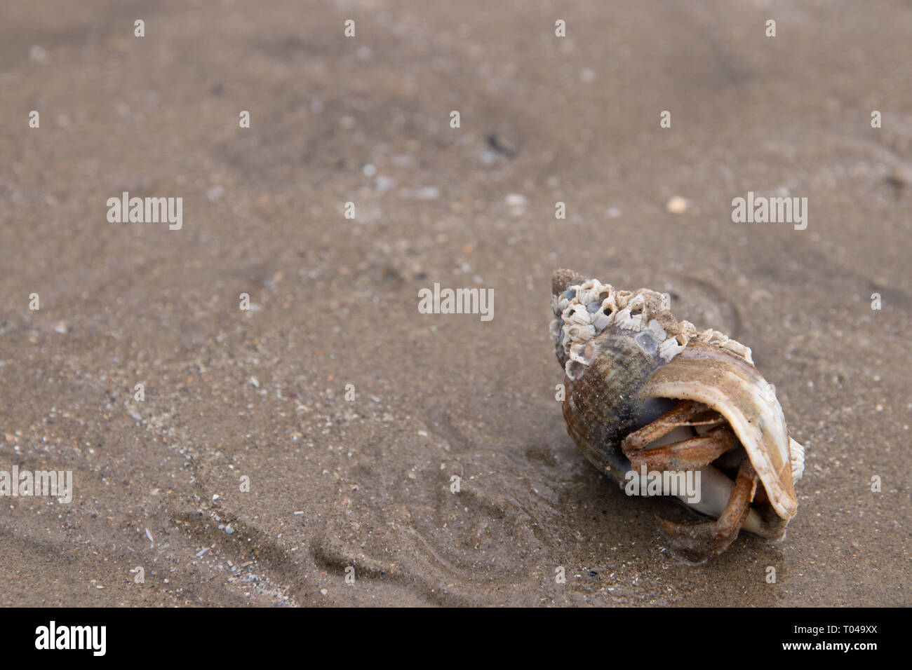 Hermit crab washed up on the beach Stock Photo - Alamy