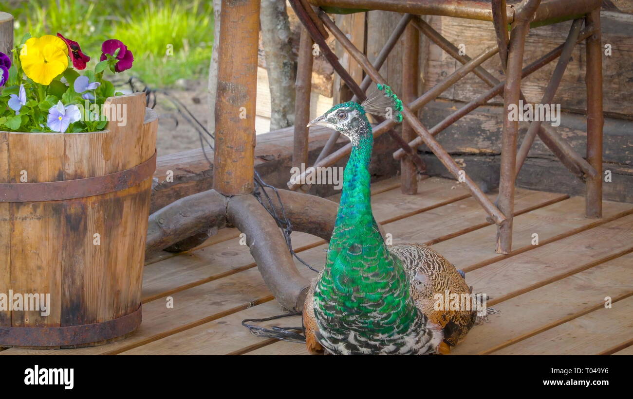 The colorful ostrich sitting on the wooden floor it has a green blue ...