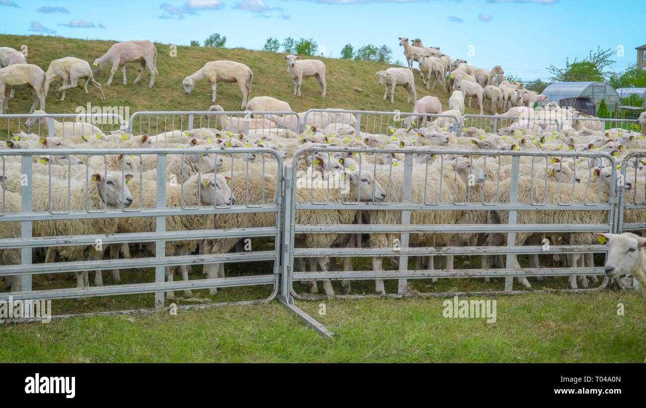 The closer look of the thick coated sheep looking around standing on ...