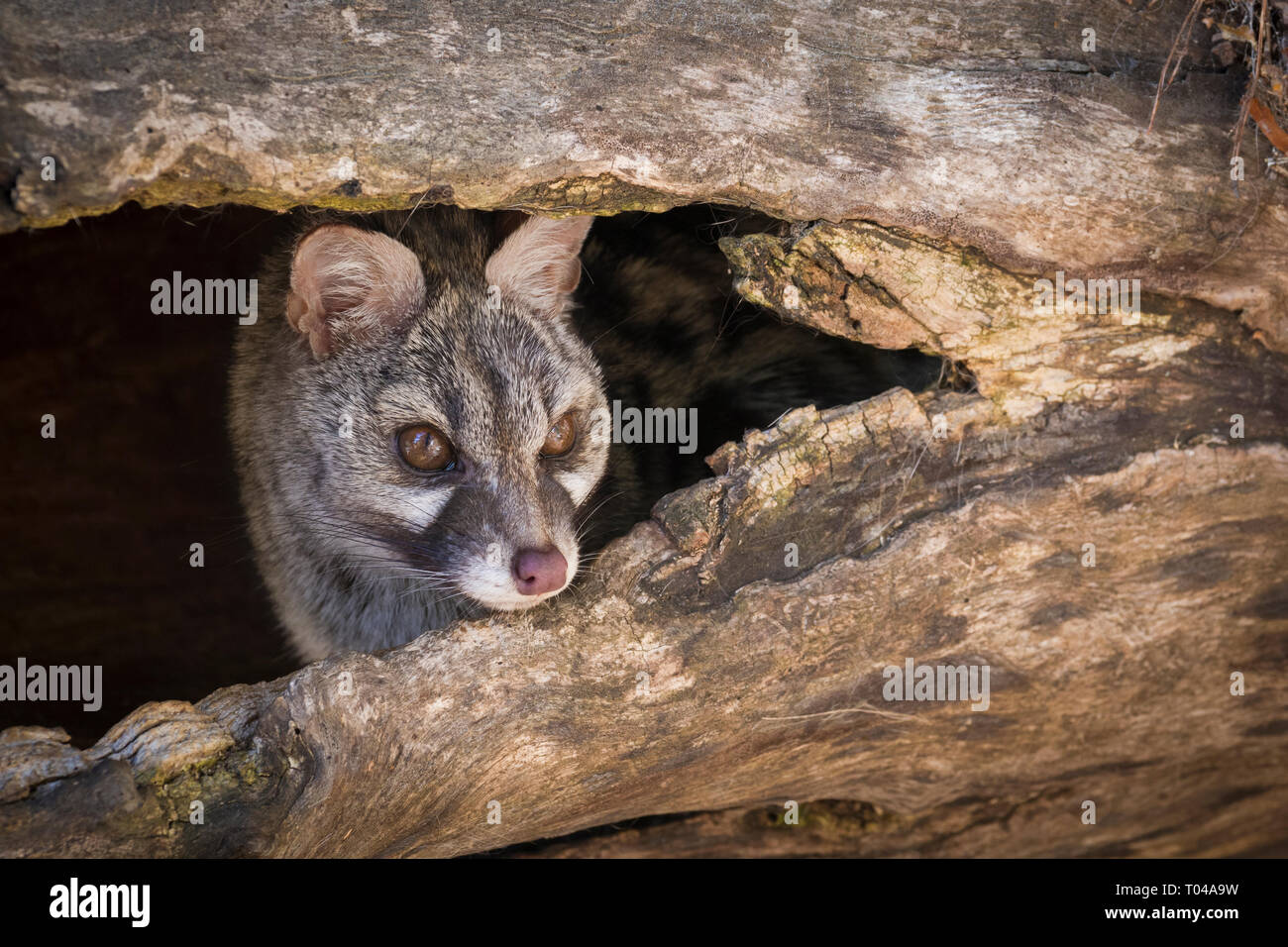 Common genet (Genetta genetta) portrait. Pyrenees. Catalonia. Spain ...