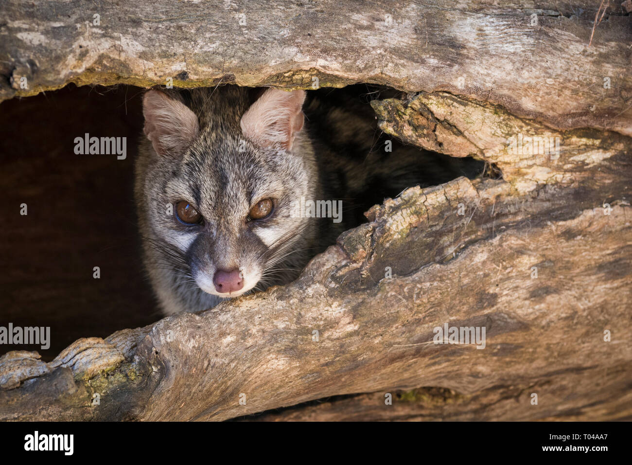 Common genet (Genetta genetta) portrait. Pyrenees. Catalonia. Spain ...