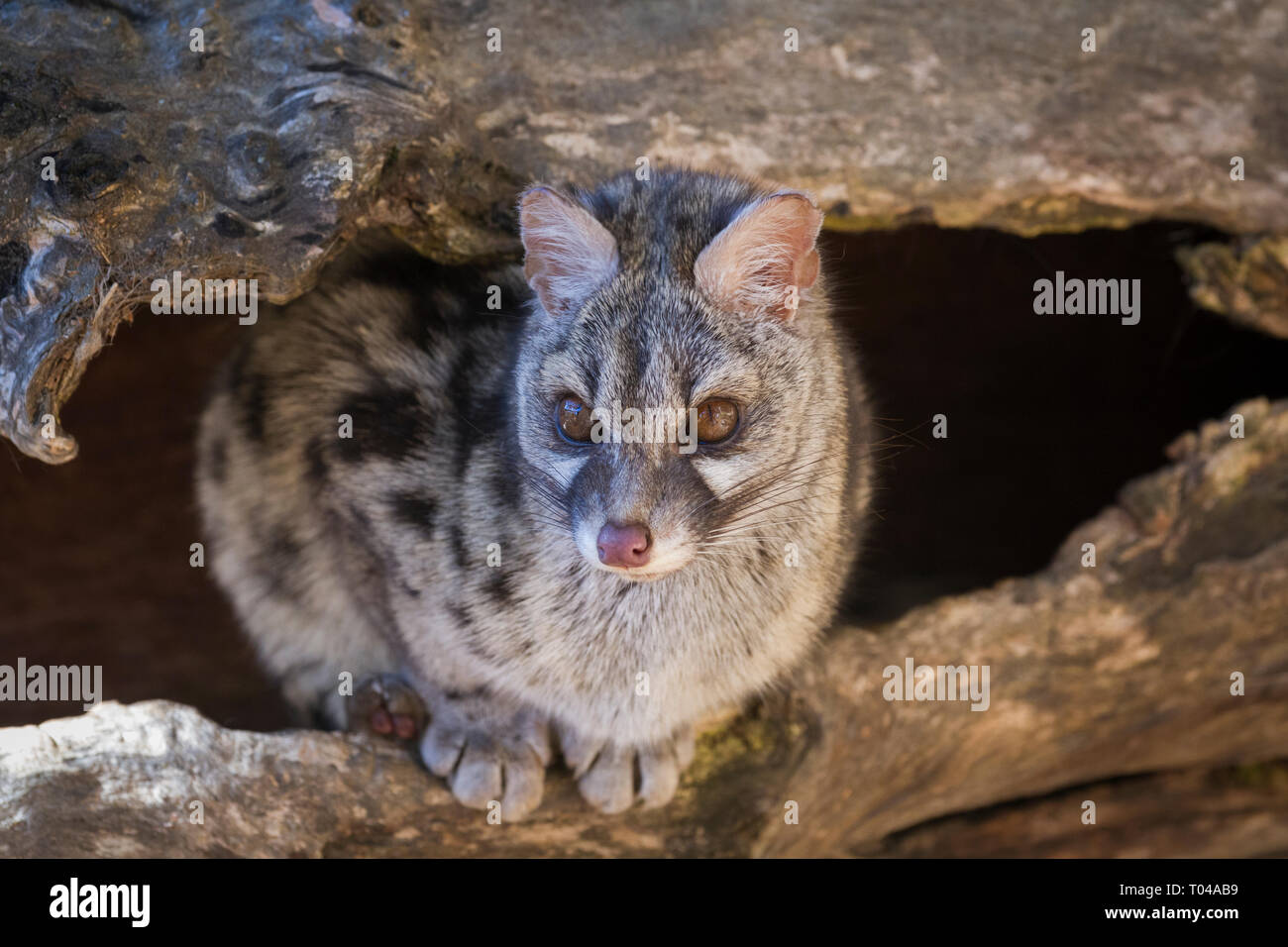 Genet hidden hi-res stock photography and images - Alamy