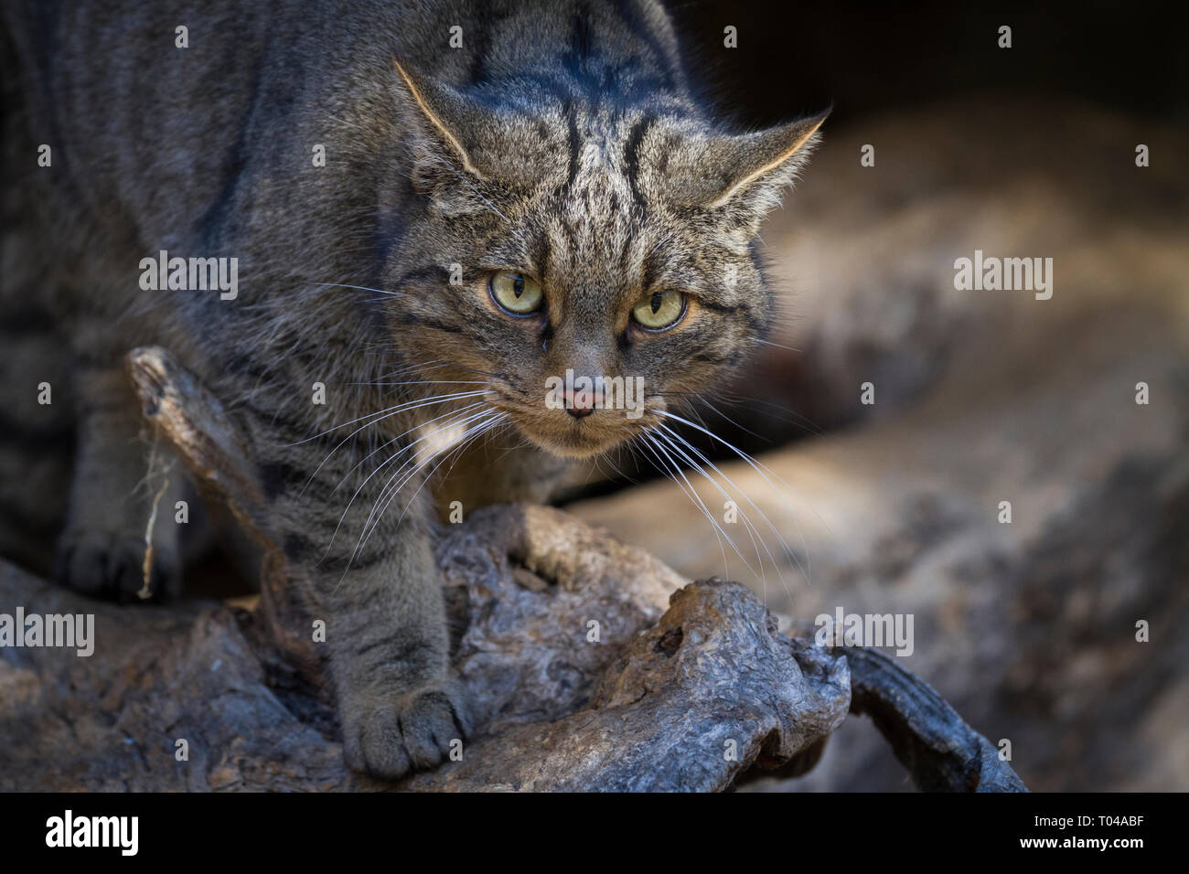 Wild Cat (Felis silvestris) portrait. Pyrenees. Catalonia. Spain ...