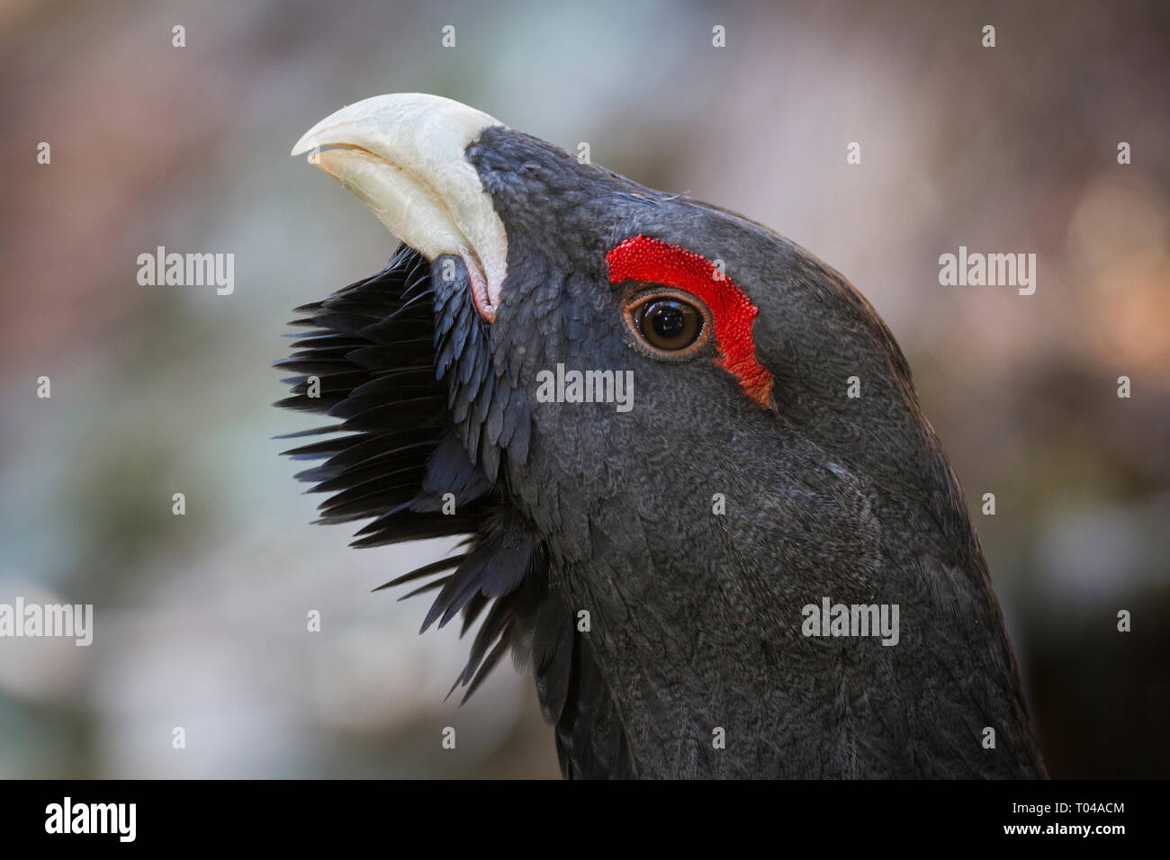 Western Capercaillie (Tetrao urogallus), male portrait. Pyrenees ...