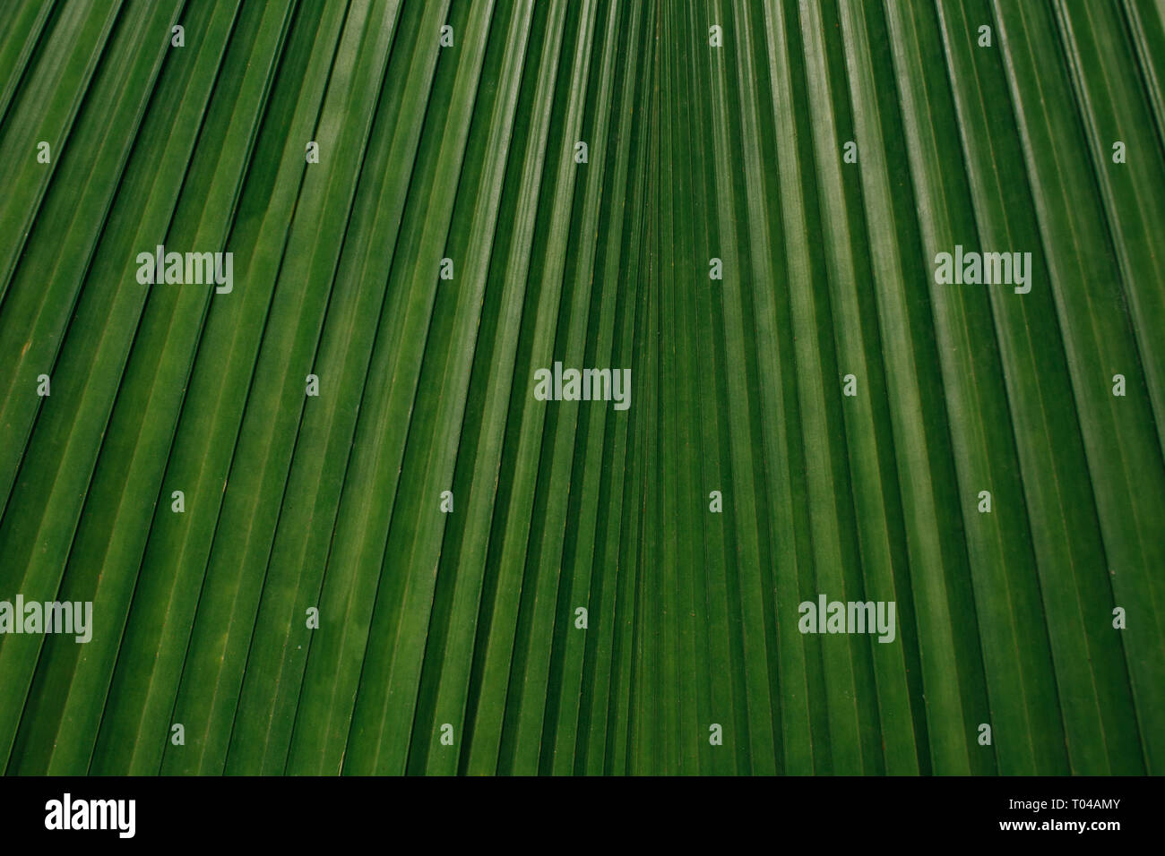 Closeup textured background of exotic green leaf with stripes Stock ...
