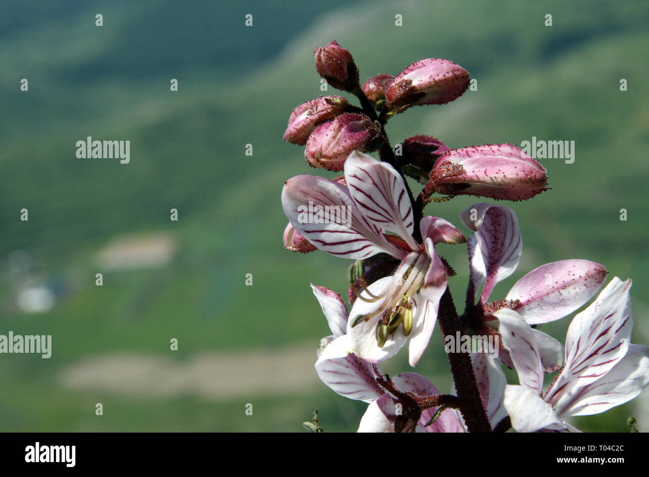 Beautiful close-up of Fraxinella or Burning bush Stock Photo - Alamy
