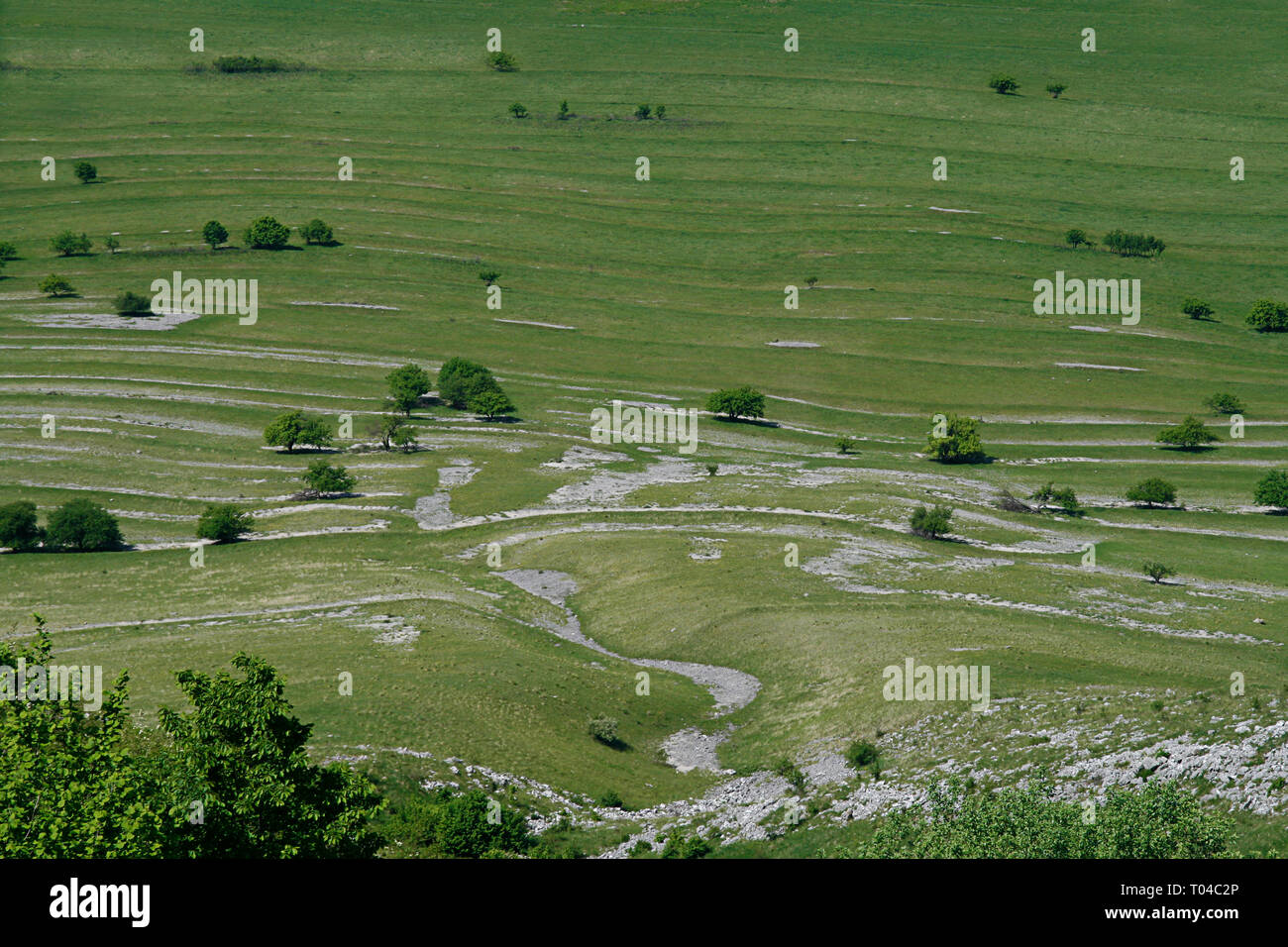 Distant trees texture background hi-res stock photography and images ...