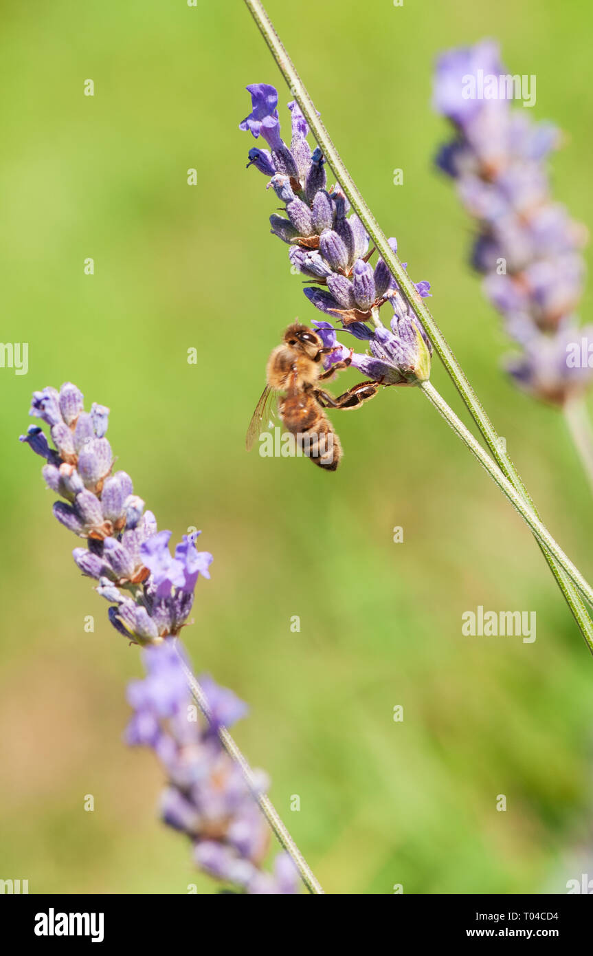 Beautiful Lavender angustifolia, lavandula in sunlight in herb garden ...