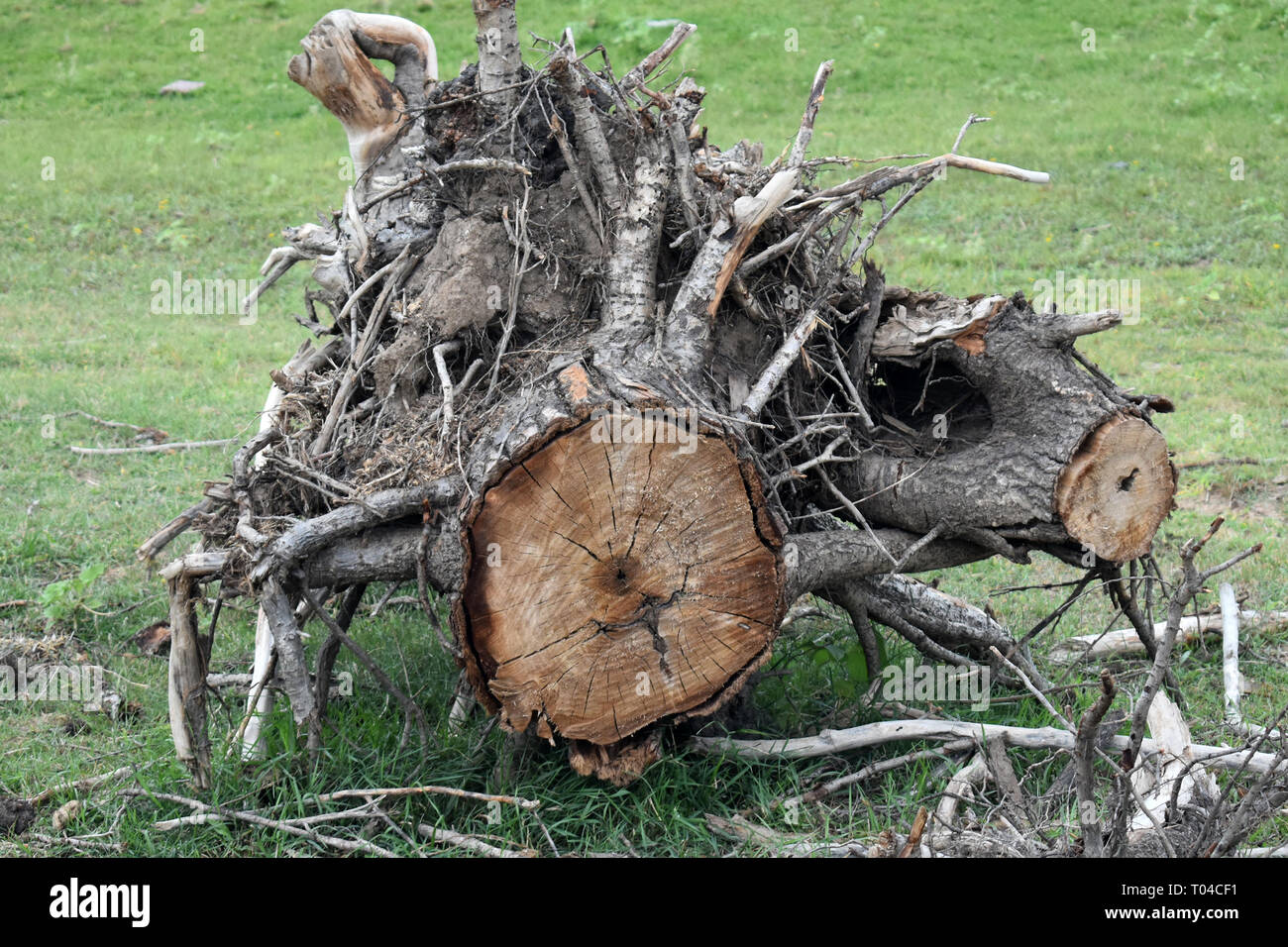 Old brown stump lays on green grass - close up Stock Photo - Alamy