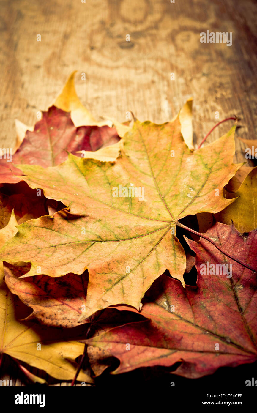 Stacked leaves hi-res stock photography and images - Alamy