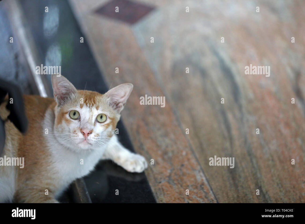 Cat in Bangkok Thailand Asia Stock Photo - Alamy