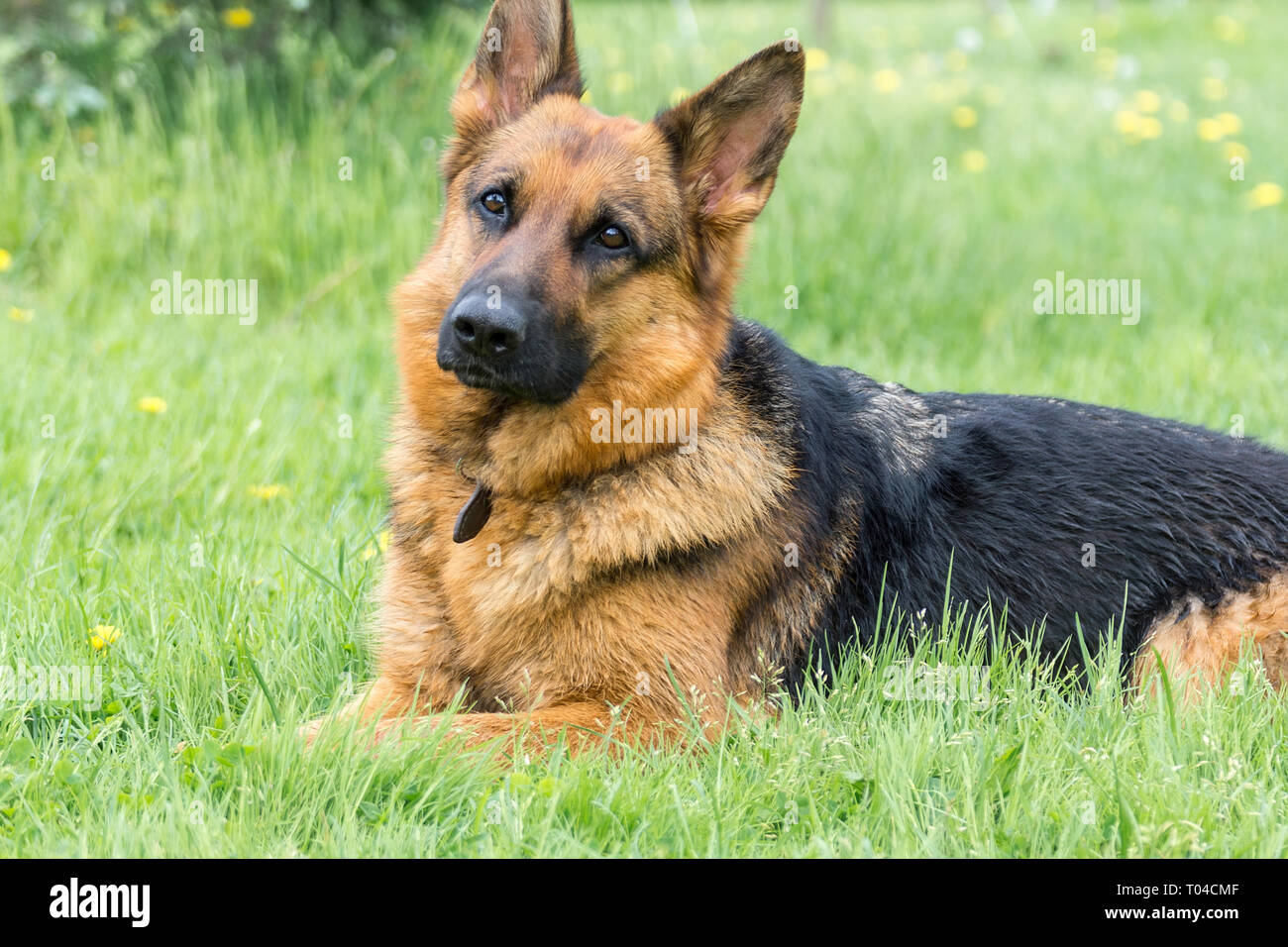 Alsatian collie hi-res stock photography and images - Alamy