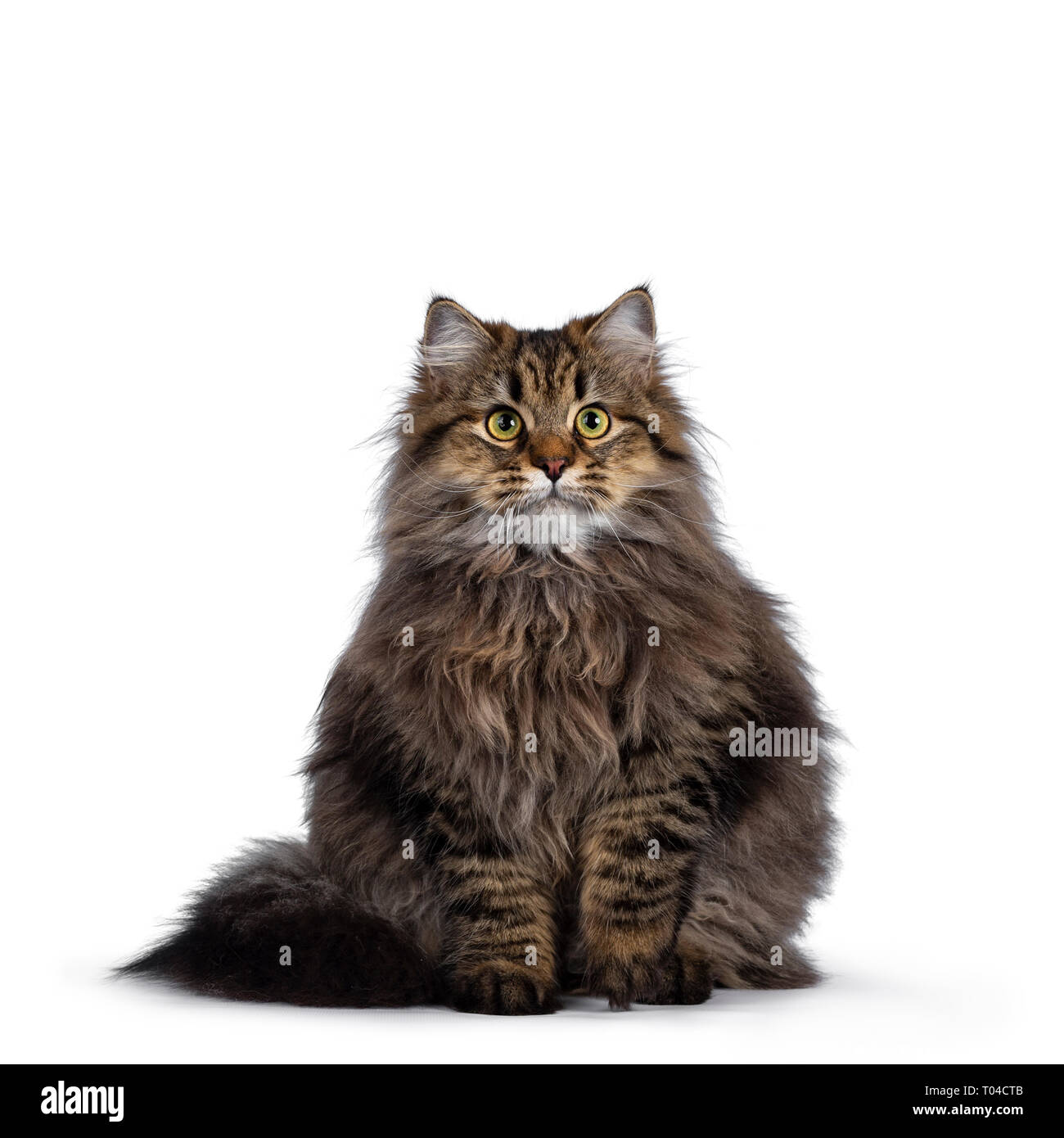 Amazing majestic Cut Out Stock Images & Pictures - Alamy