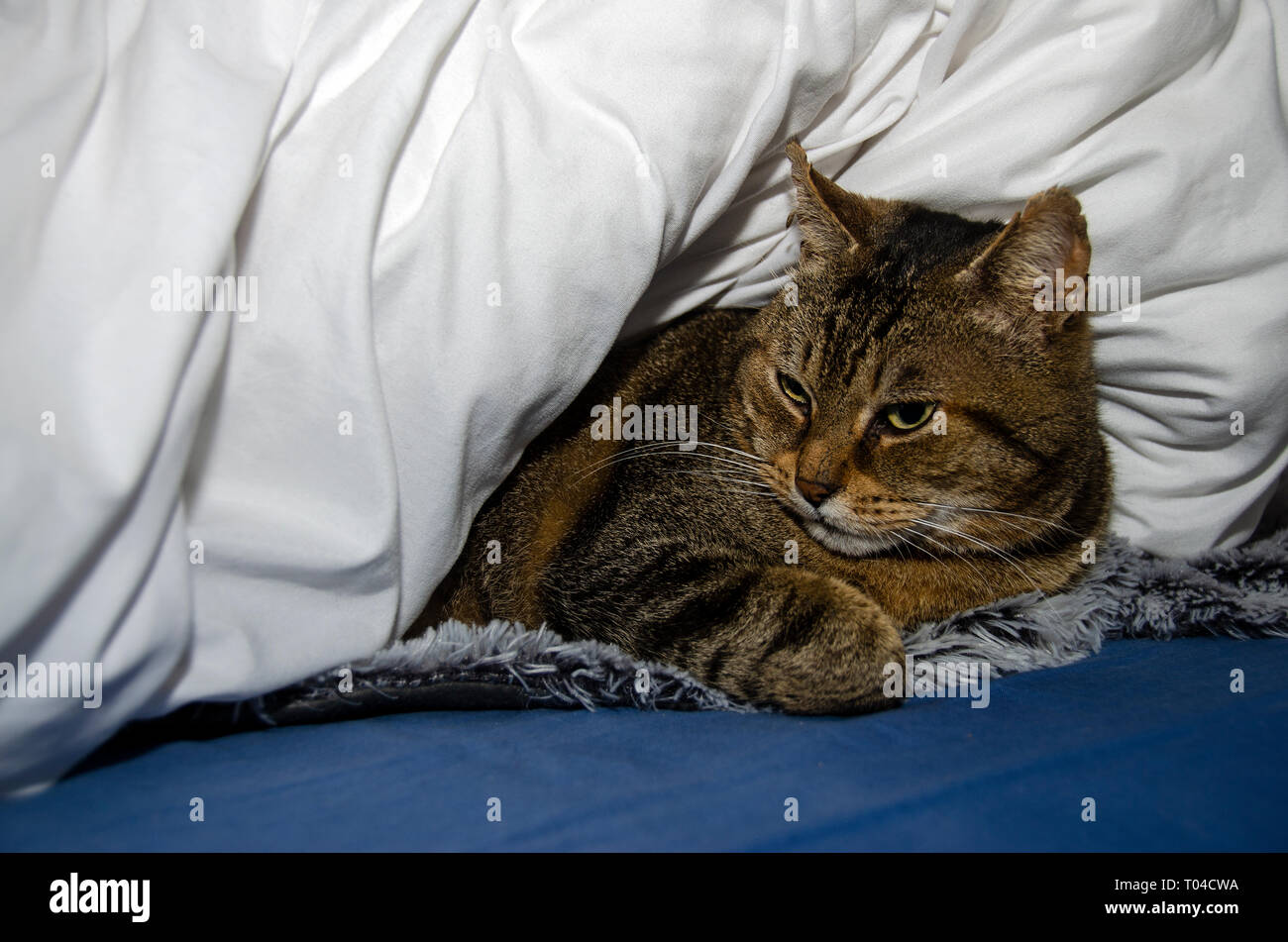Head of sleeping cat, close up, european cat, cat's face Stock Photo ...