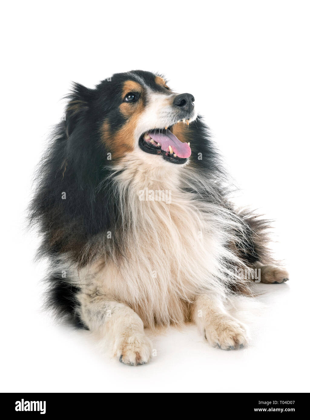 Shetland Sheepdog in front of white background Stock Photo - Alamy