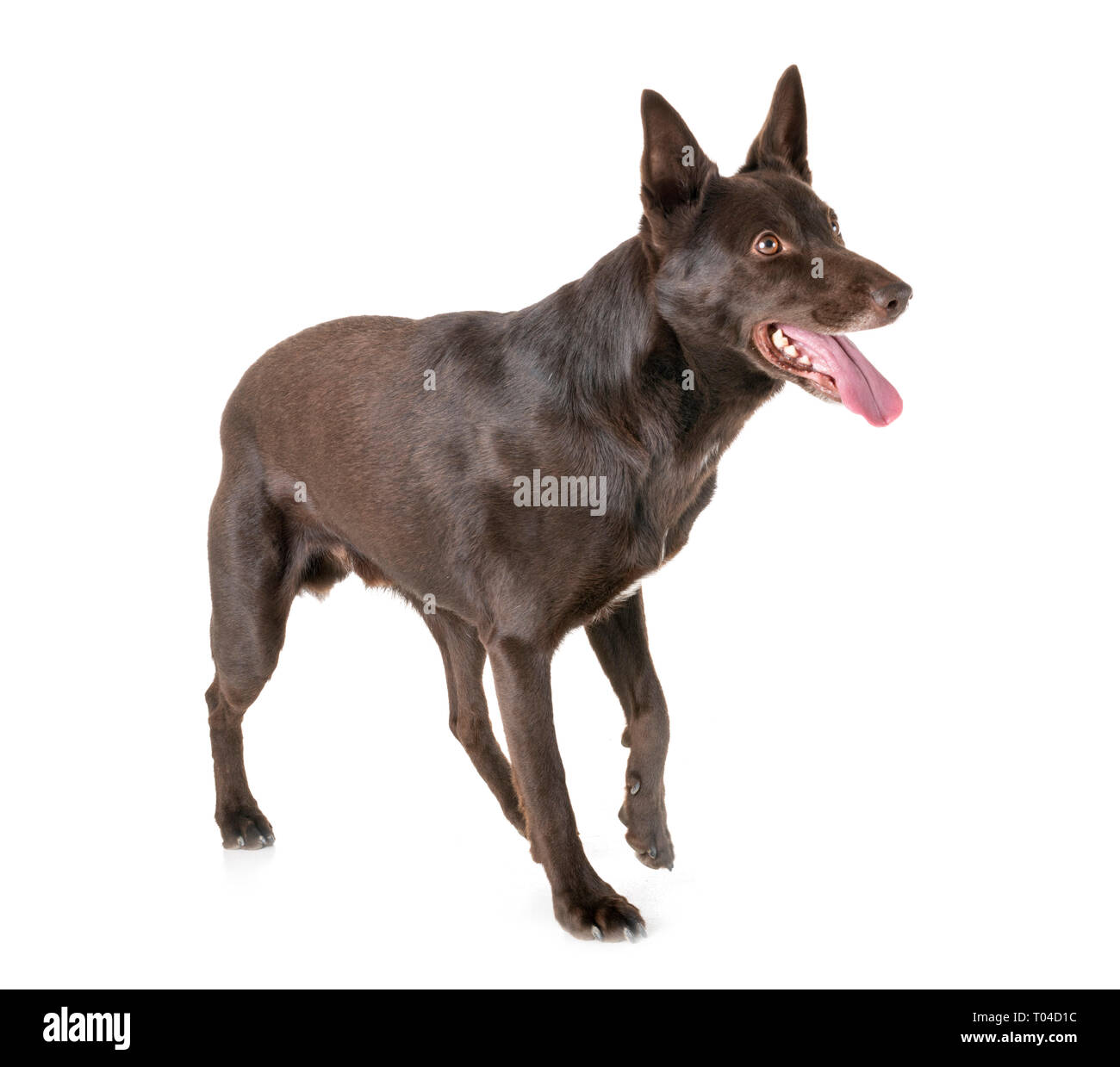 Australian Kelpie in front of white background Stock Photo - Alamy