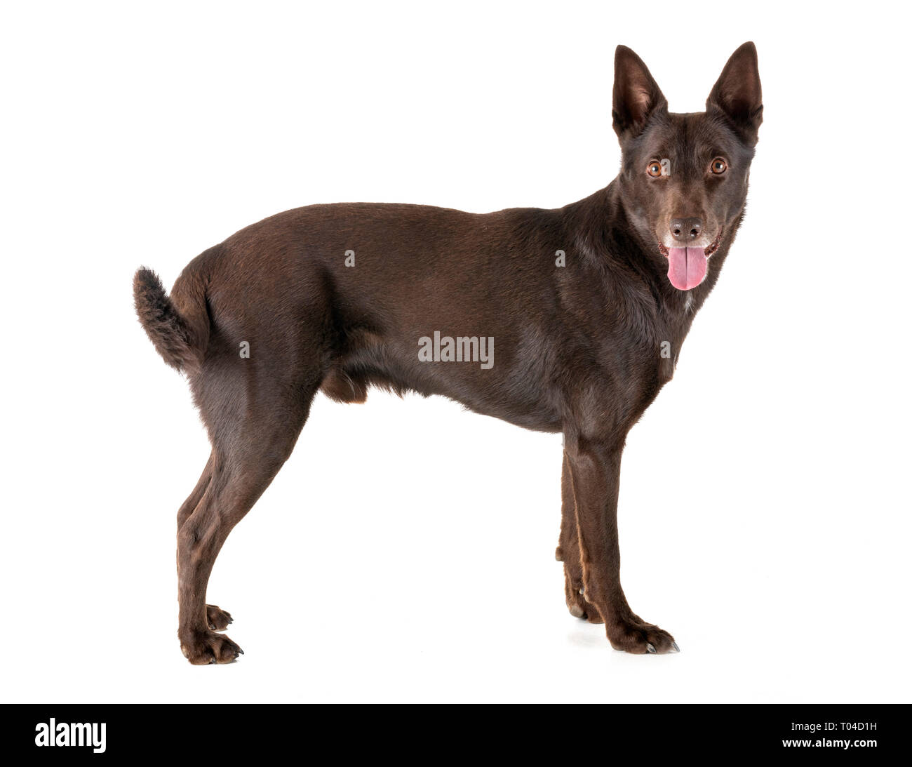 Australian Kelpie in front of white background Stock Photo - Alamy
