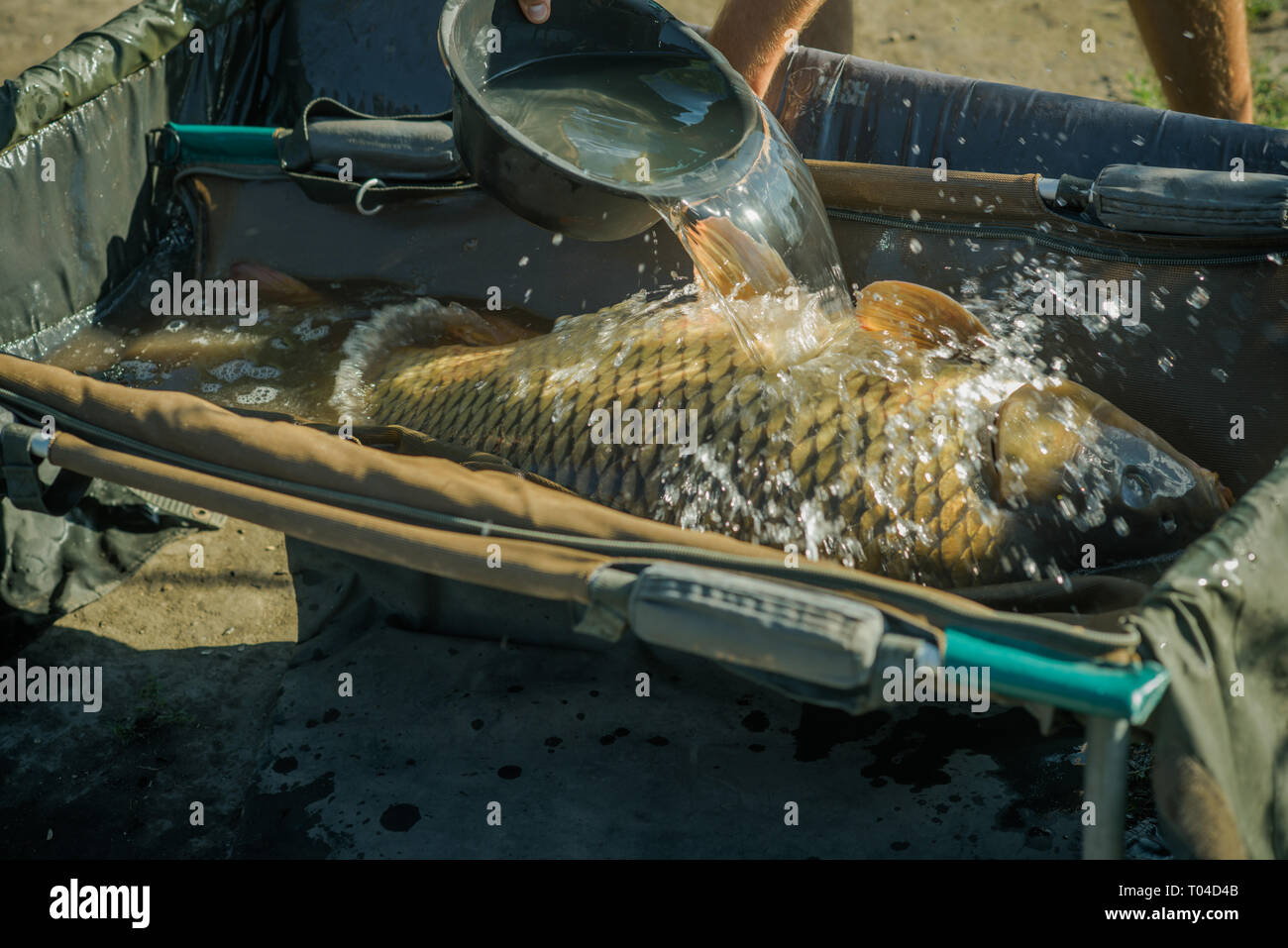 Fish are poured hi-res stock photography and images - Alamy