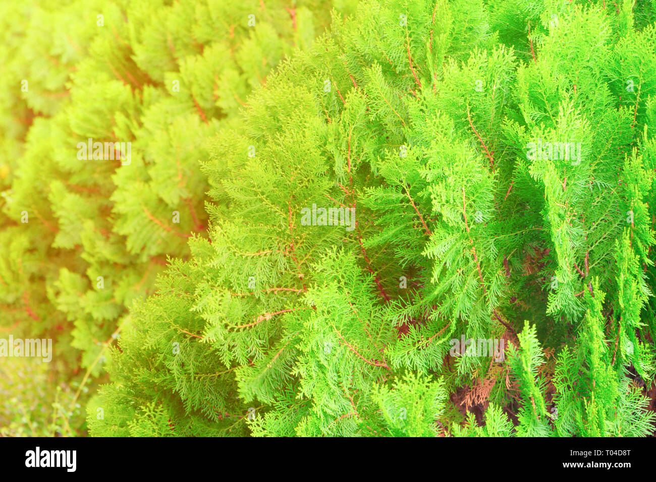 Select focus christmas tree leaves hi-res stock photography and images ...